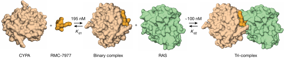 RMC-7977 | Revolution Med.泛 RAS 抑制剂 - 武汉潇雨科技有限公司