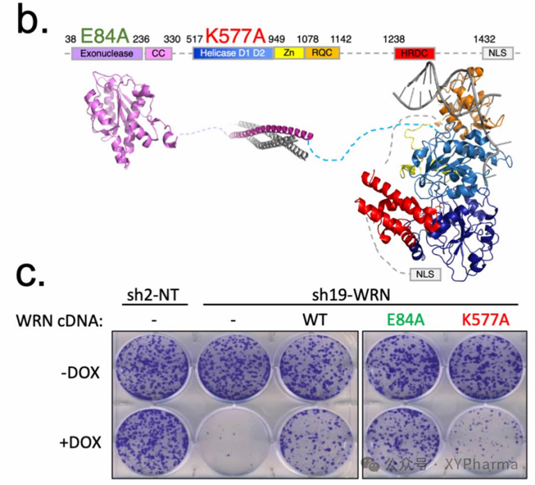 Wee1 抑制剂 | HRO761 + VVD-133214 - 武汉潇雨科技有限公司