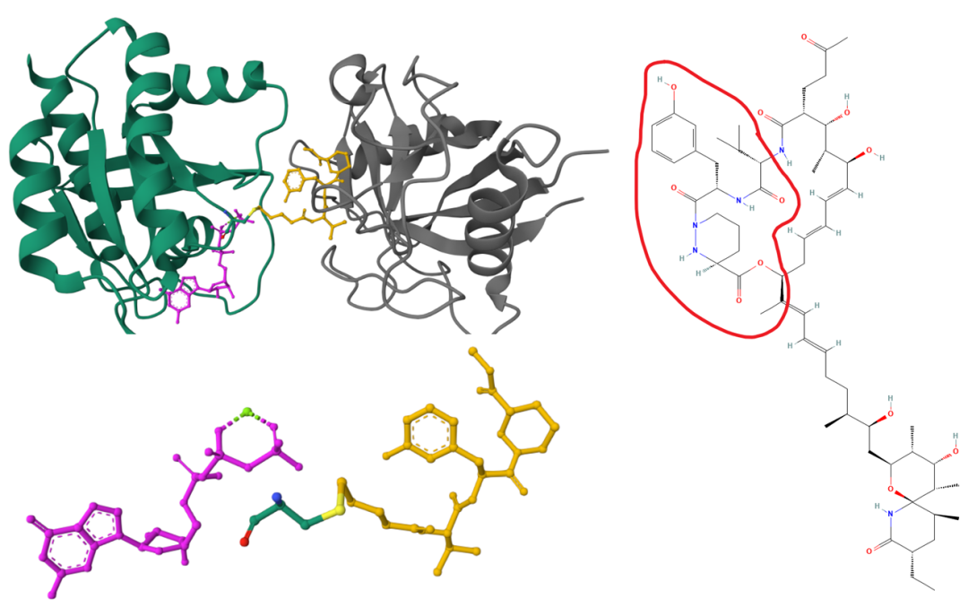 RMC-7977 | Revolution Med.泛 RAS 抑制剂 - 武汉潇雨科技有限公司