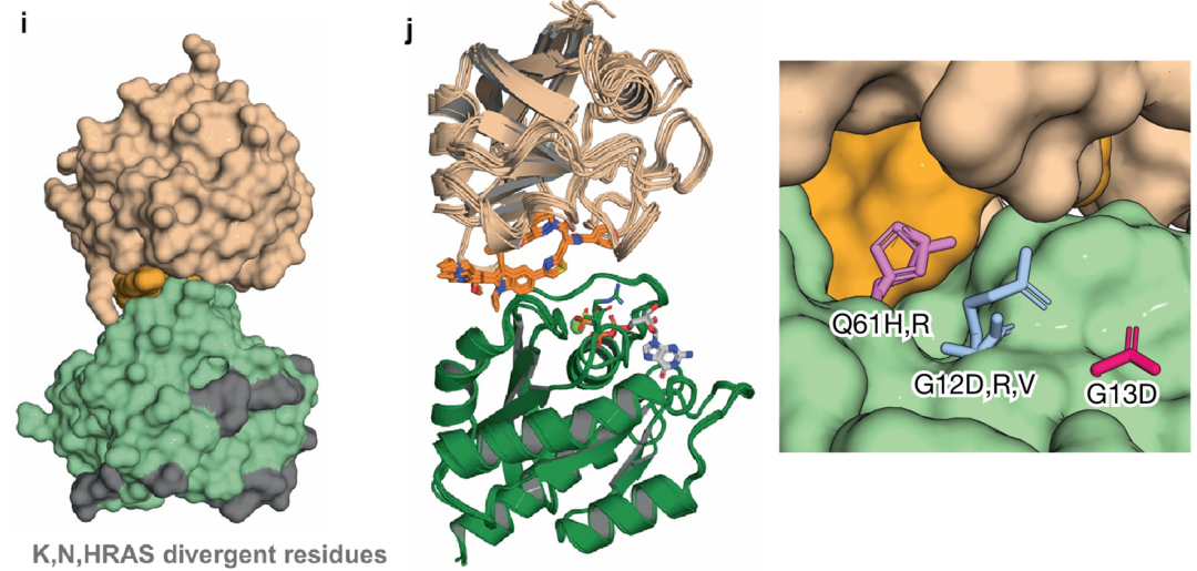 RMC-7977 | Revolution Med.泛 RAS 抑制剂 - 武汉潇雨科技有限公司